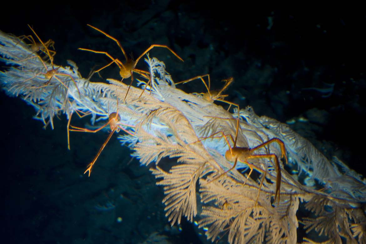 SubMerge Gallery - Submerge