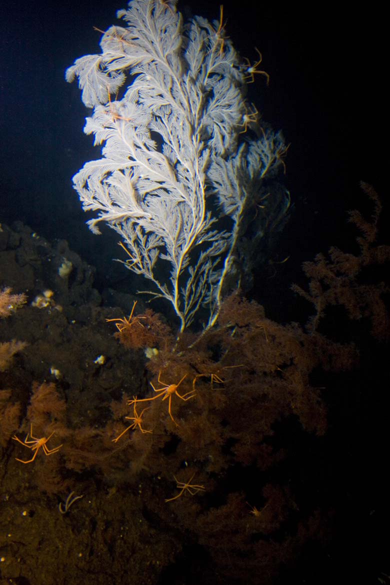 SubMerge Gallery - Submerge